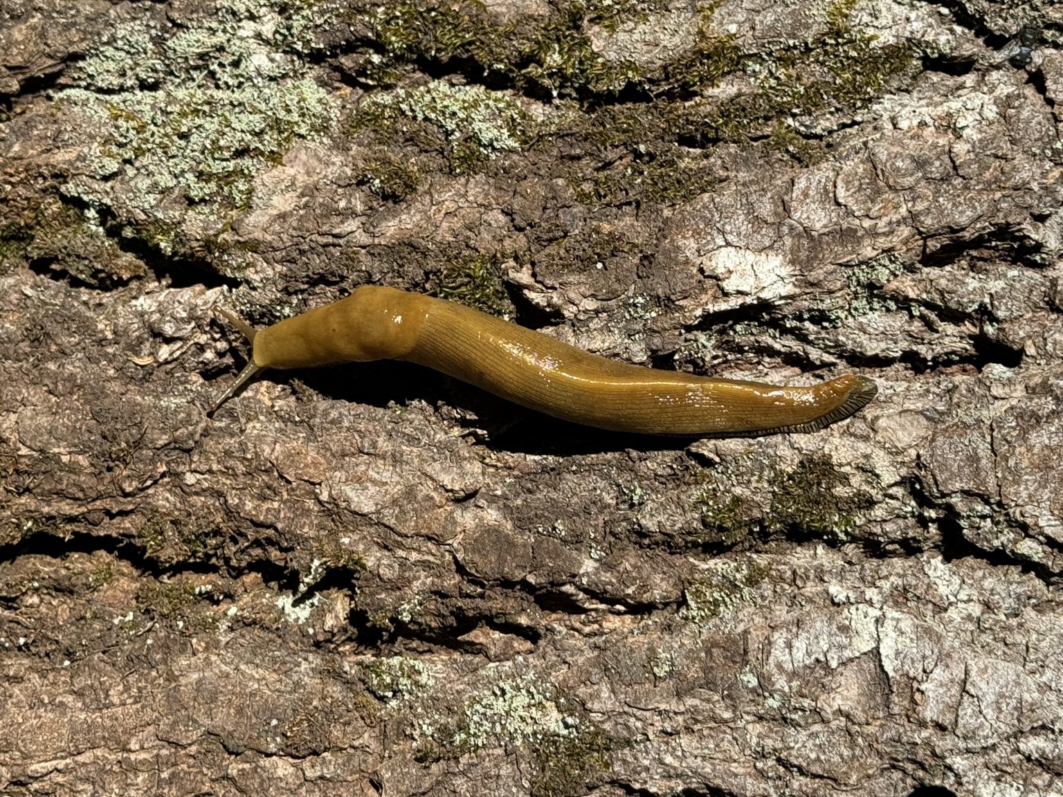 Dungeness Crab and Banana Slug Become New State Symbols - The Silicon ...