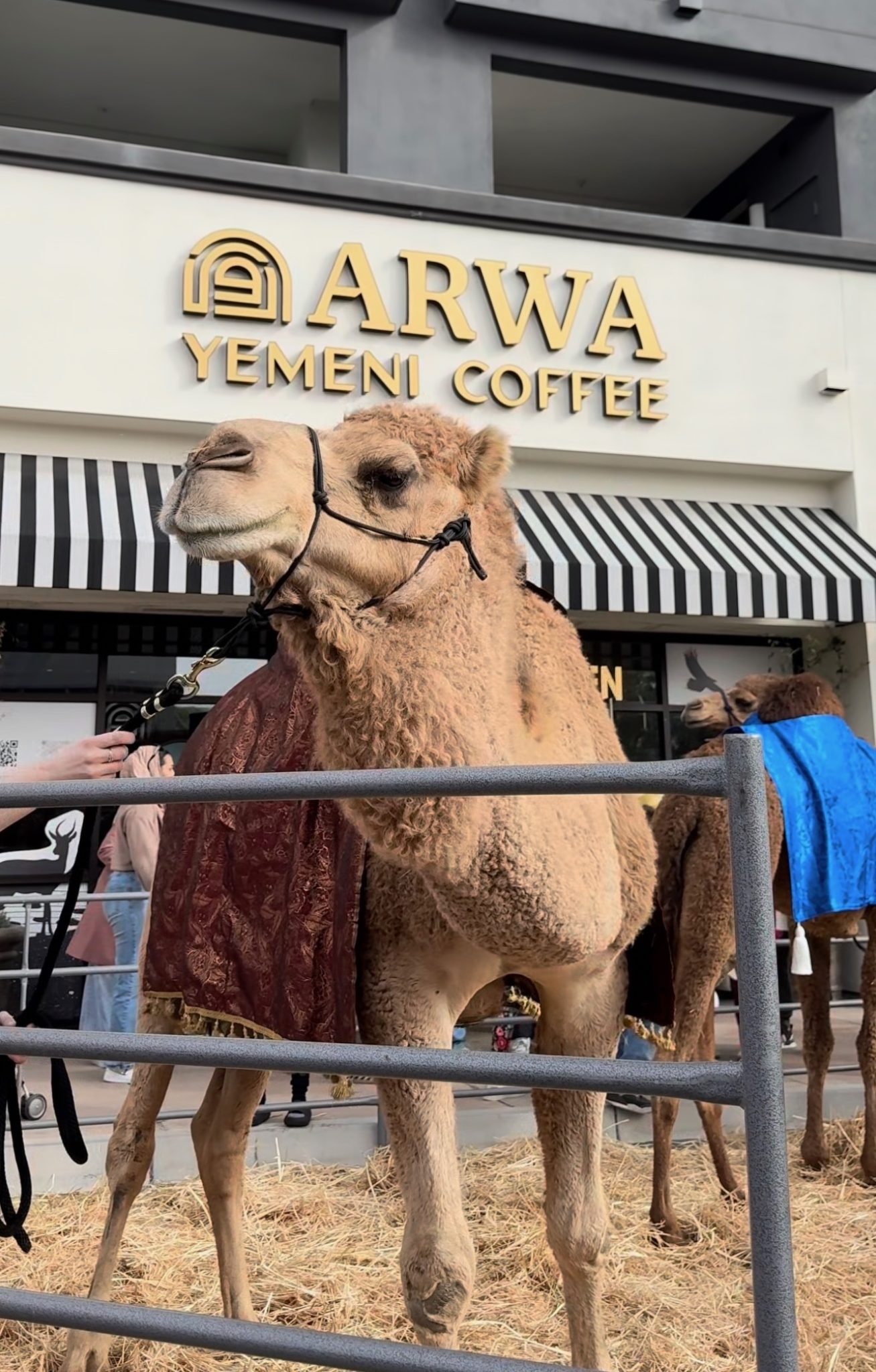 Arwa Yemeni Cafe: Camels Come to Sunnyvale - The Silicon Valley Voice